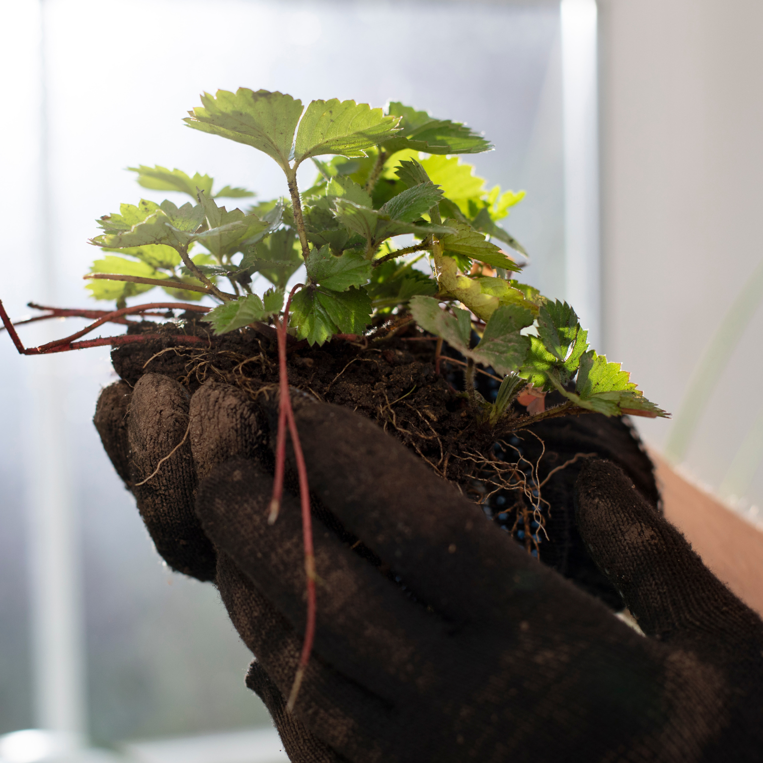 Como Podar Raízes Aéreas Pode Estimular Crescimento - Plantas e Paisagismo